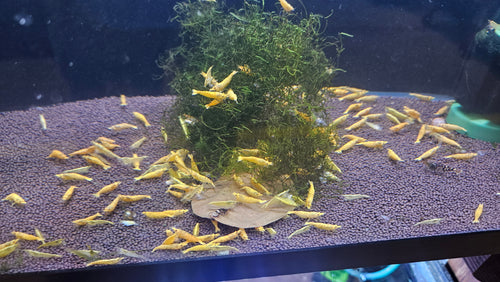 Fish List – Infinite ♾️ Aquatics